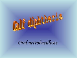 Calf diphtheria | PPS