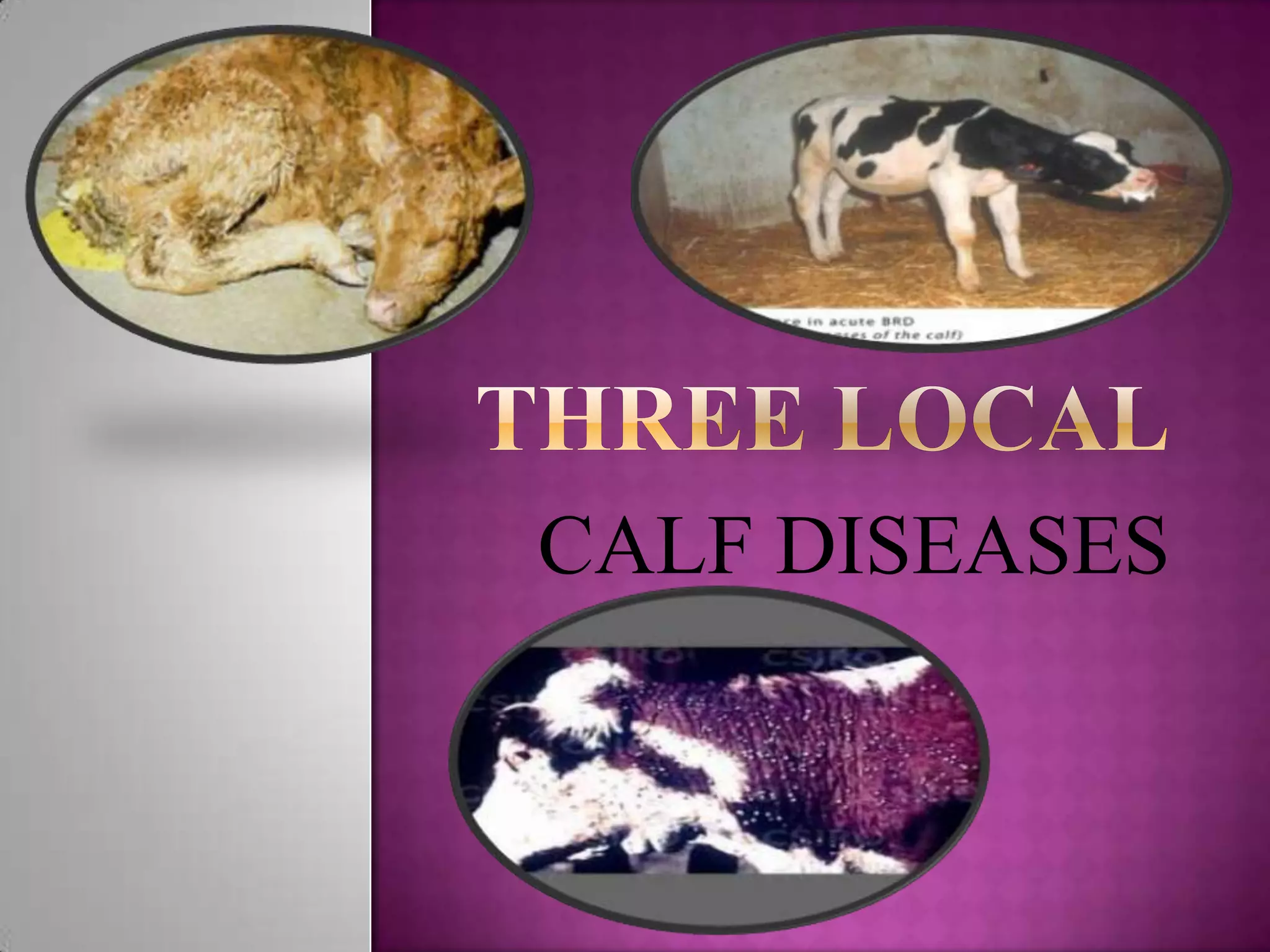 Calf diseases 4 | PPTX