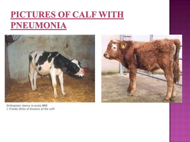 Calf diseases 4 | PPTX | Lung and Respiratory Health | Diseases and ...