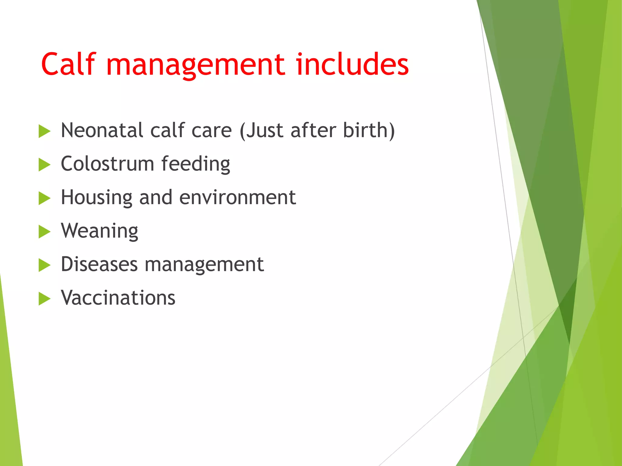 Calf management | PPTX