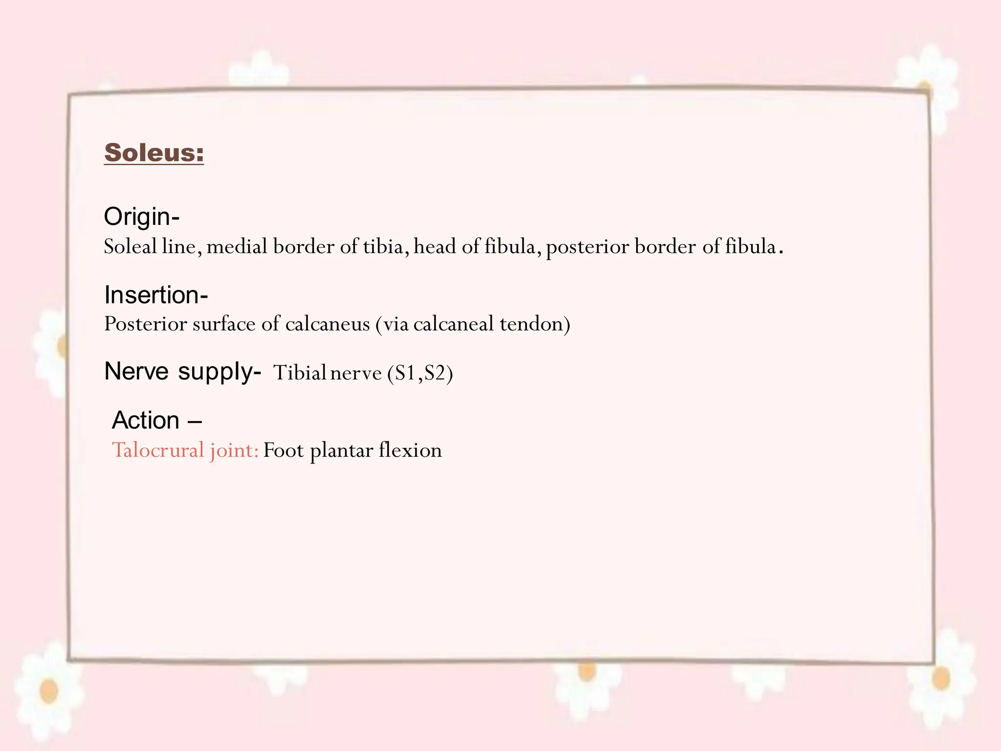 CALF MUSCLE and it's importance. Action of calf muscle and it's ...