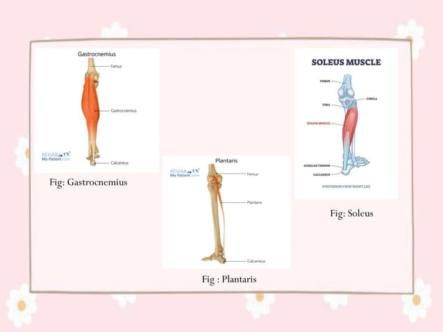 CALF MUSCLE and it's importance. Action of calf muscle and it's ...