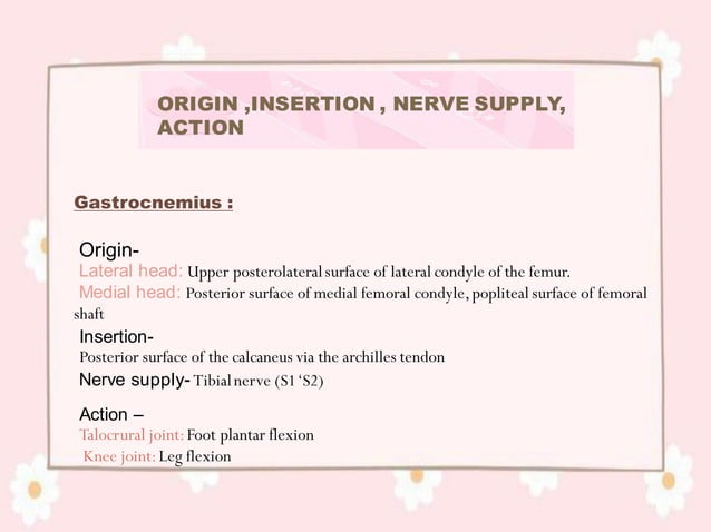 CALF MUSCLE and it's importance. Action of calf muscle and it's ...