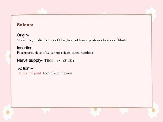 CALF MUSCLE and it's importance. Action of calf muscle and it's ...