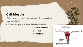 calf muscle presentation by swati sahu .pptx