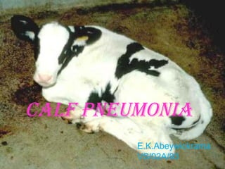 Calf Pneumonia Called as Enzootic pneumonia .ppt