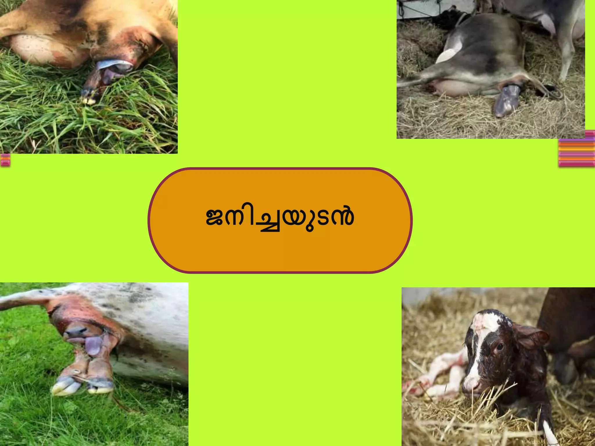 Calf rearing original | PPT