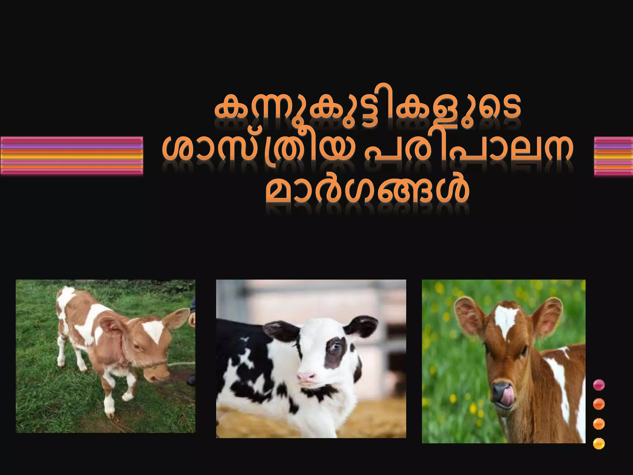 Calf rearing original | PPT
