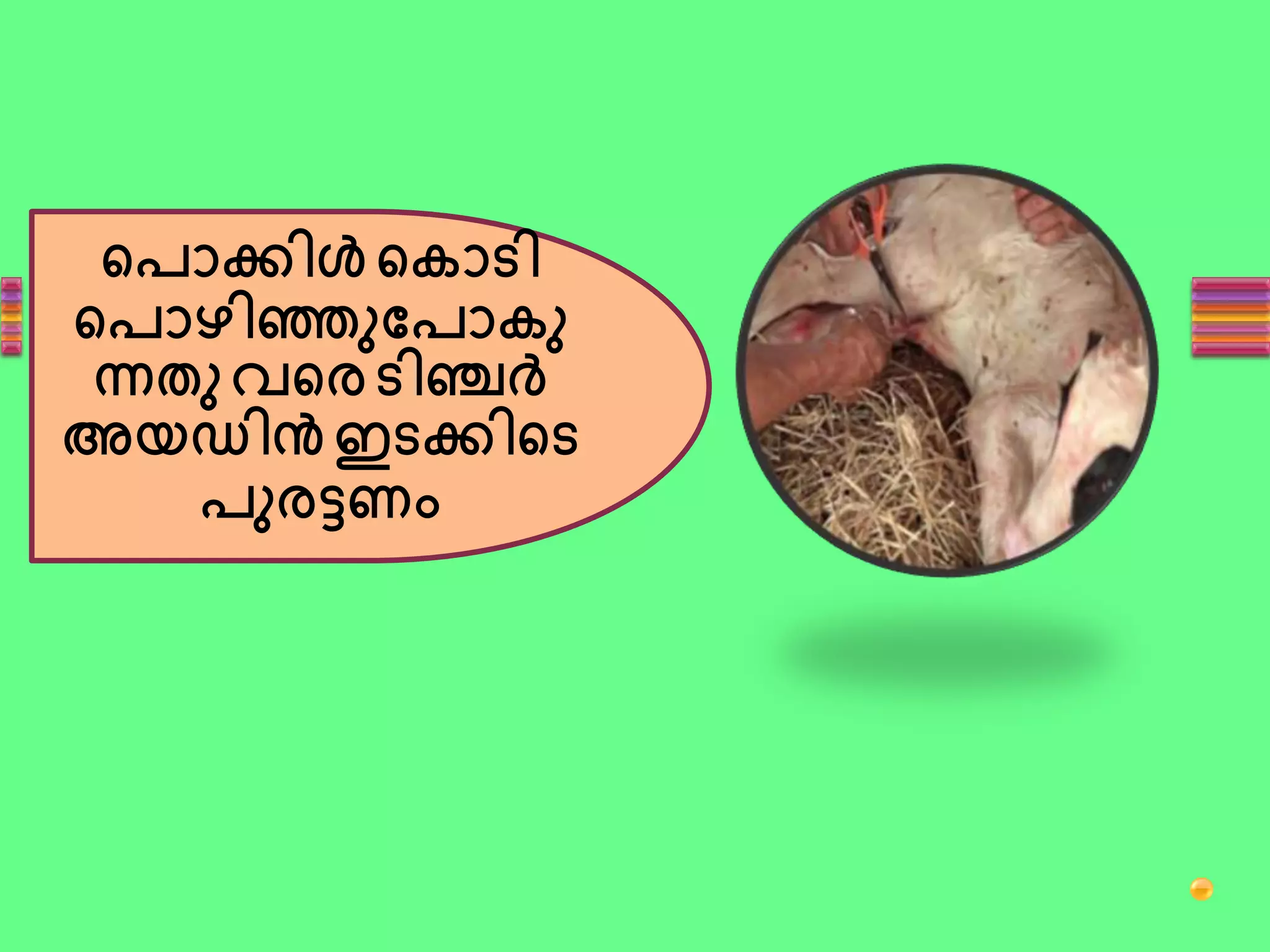 Calf rearing original | PPT