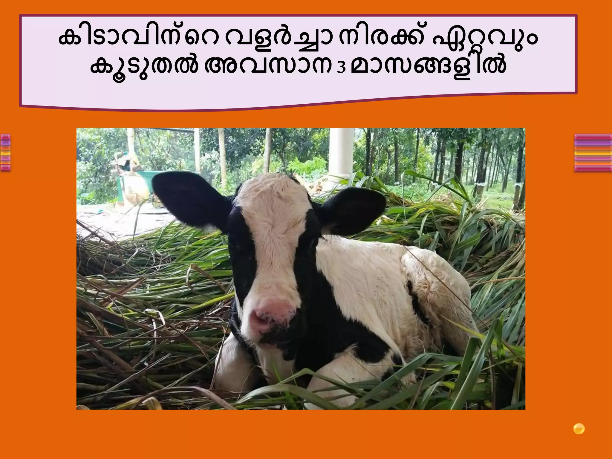 Calf rearing original | PPT