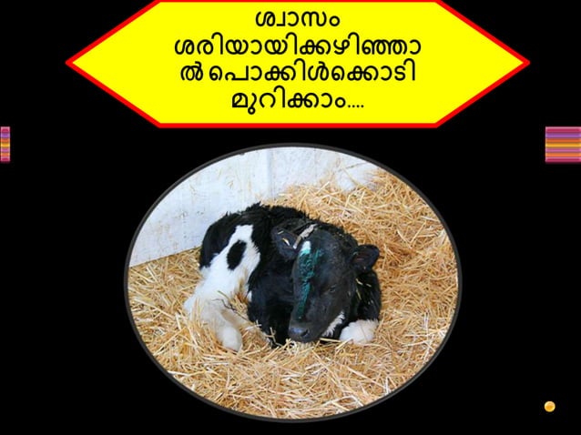 Calf rearing original | PPT