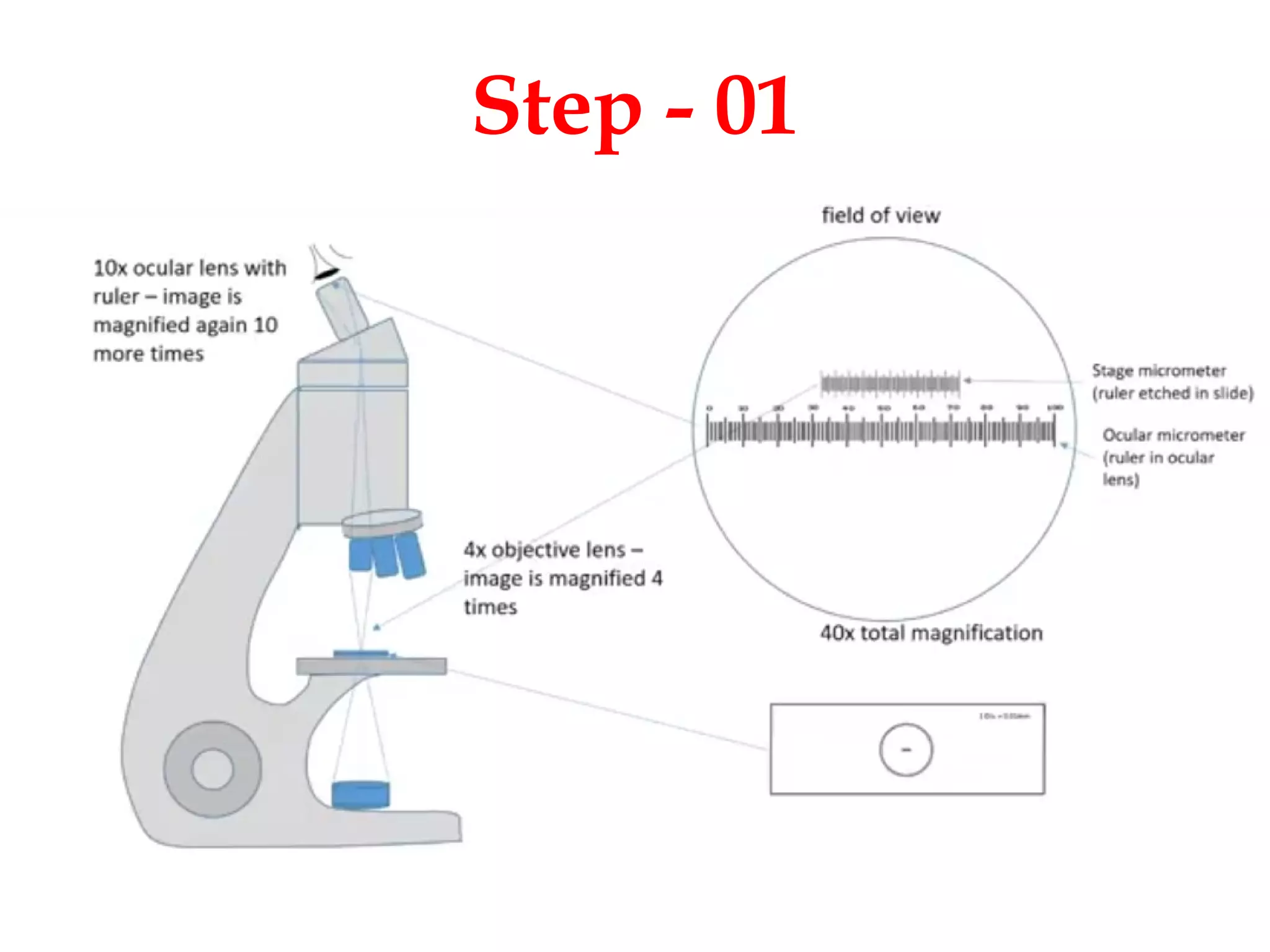 Calibration of eyepice micrometer with stage micrometer | PPT