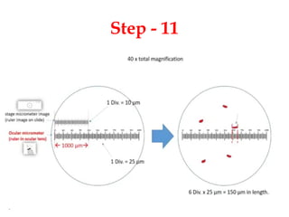 Calibration of eyepice micrometer with stage micrometer | PPT