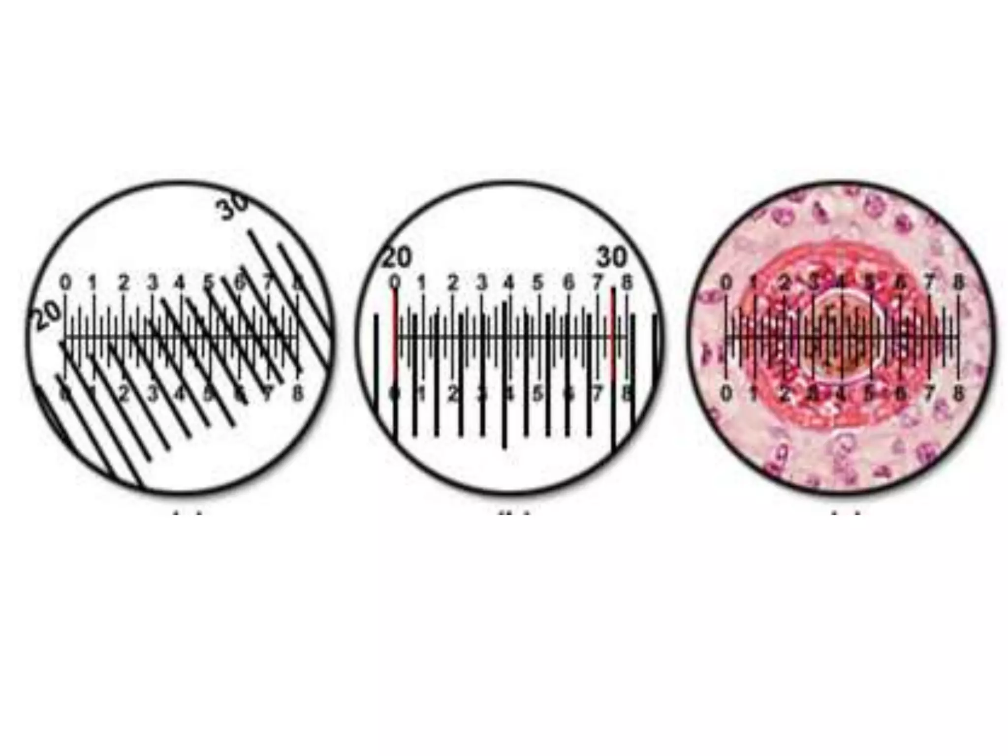Calibration of microscope | PPTX
