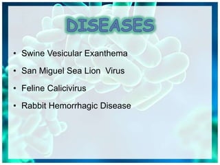 Caliciviridae for veterinary students | PPTX