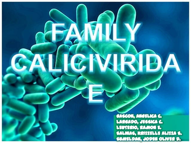 Caliciviridae | PPTX | Biological Sciences | Science