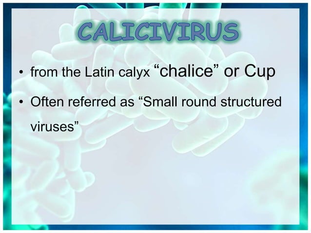 Caliciviridae | PPTX | Biological Sciences | Science