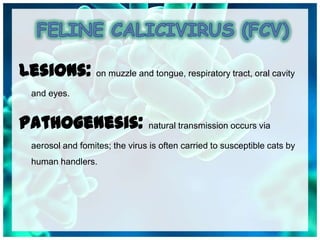 Caliciviridae | PPTX