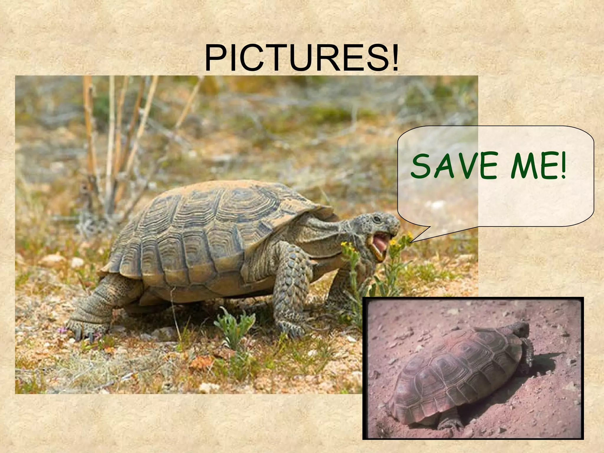 California Desert Tortoise | PPT