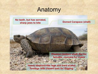 California Desert Tortoise | PPT