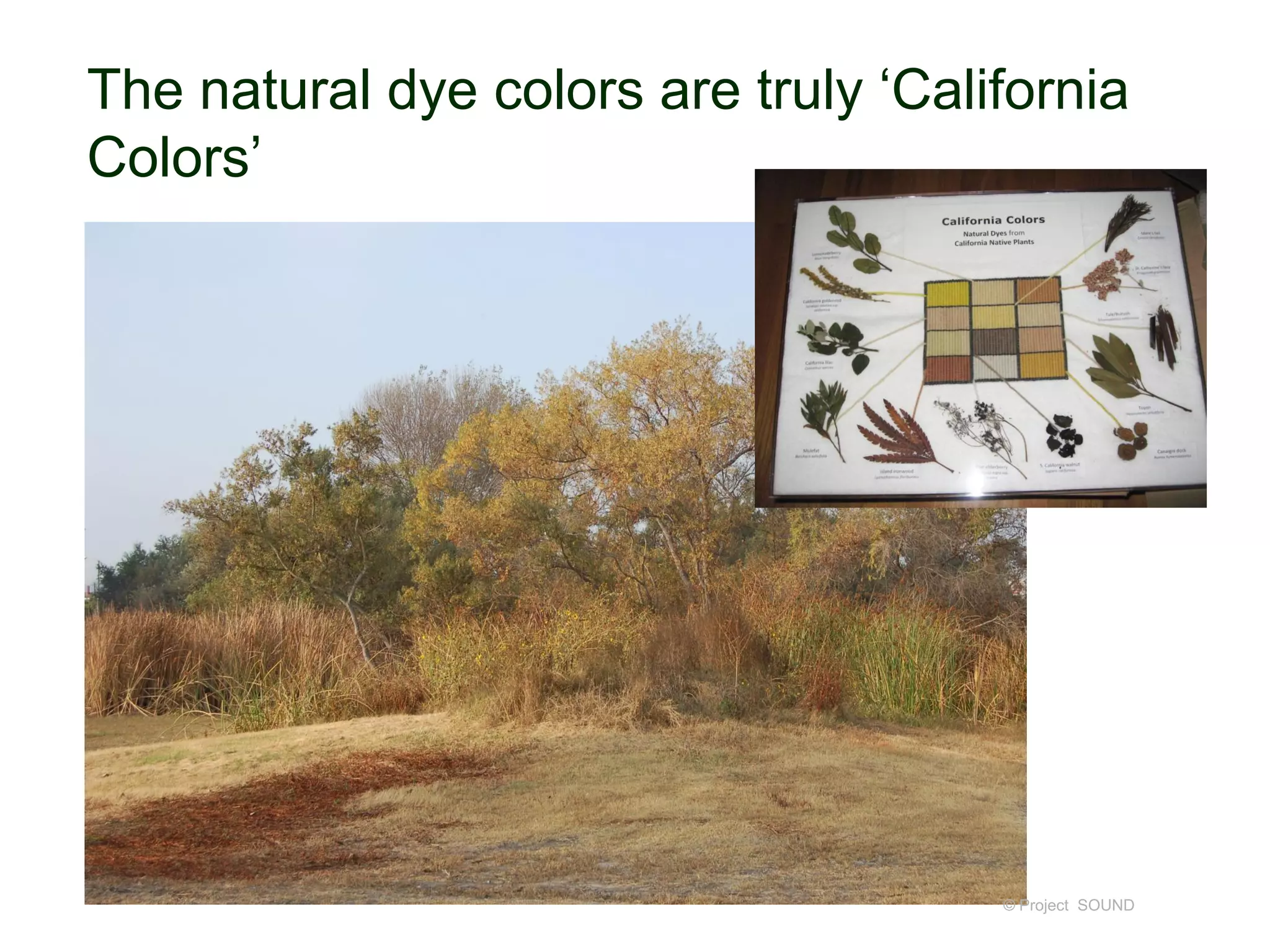 California colors natural dyes - 2014 | PDF