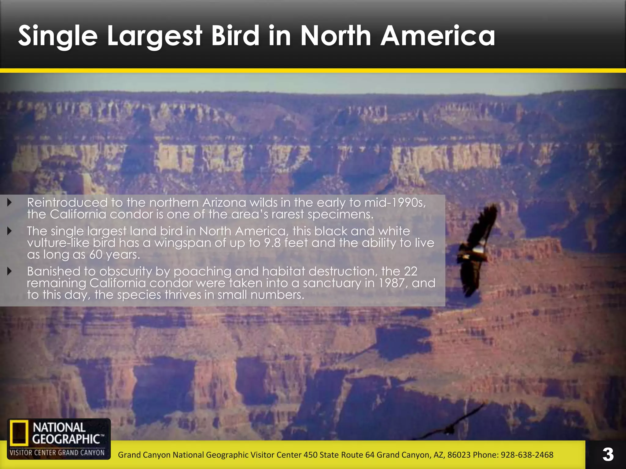 California Condor: The World's Rarest Bird | PPTX