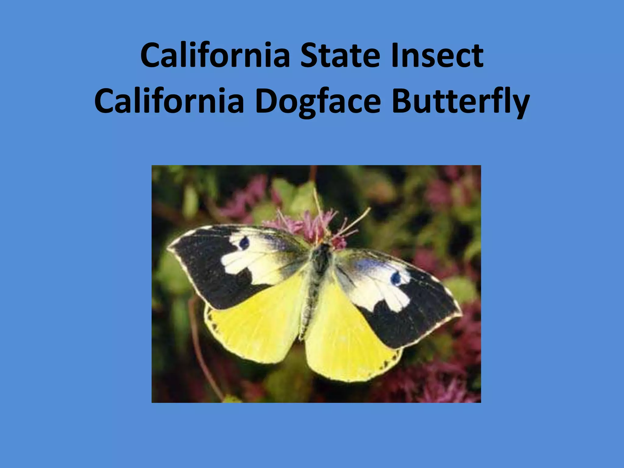 California symbols for kindergarten | PPTX