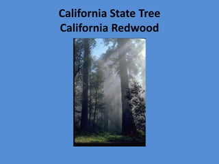 California symbols for kindergarten | PPT