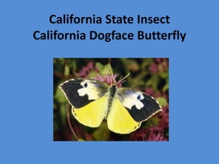 California symbols for kindergarten | PPTX