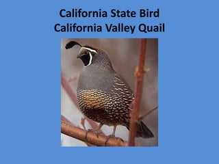 California symbols for kindergarten | PPTX