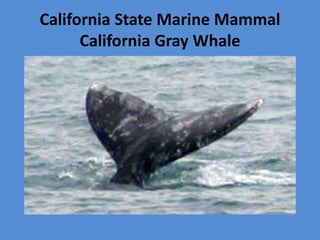 California symbols for kindergarten | PPTX