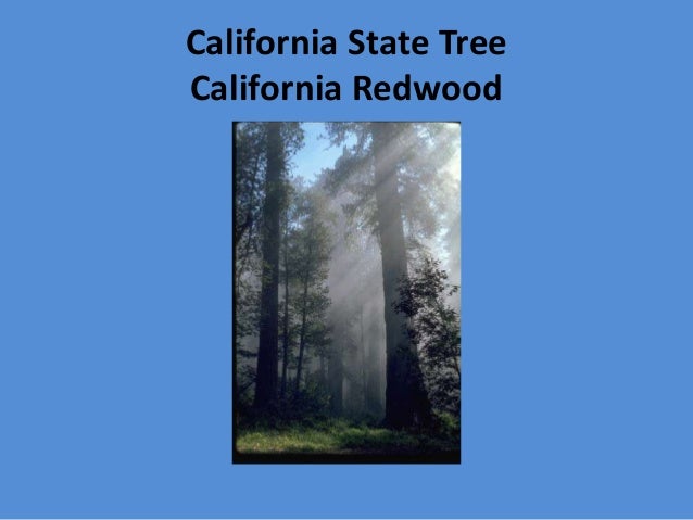 California State Tree Printable