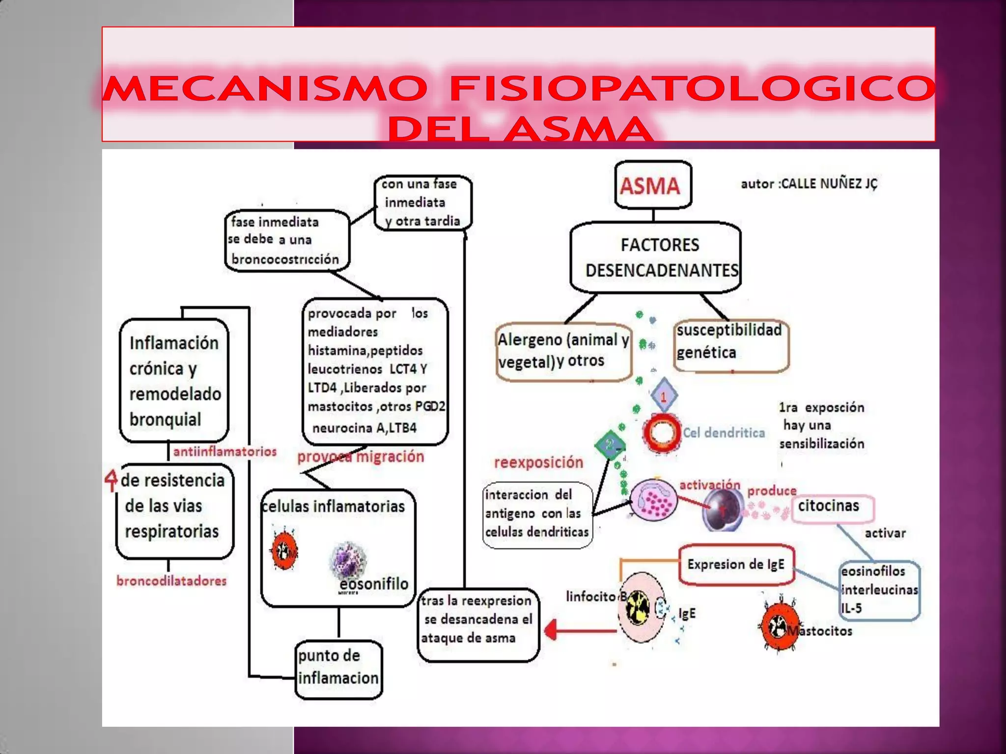 measnismo fisiopatologico del asma _Calle 2015 | PPT