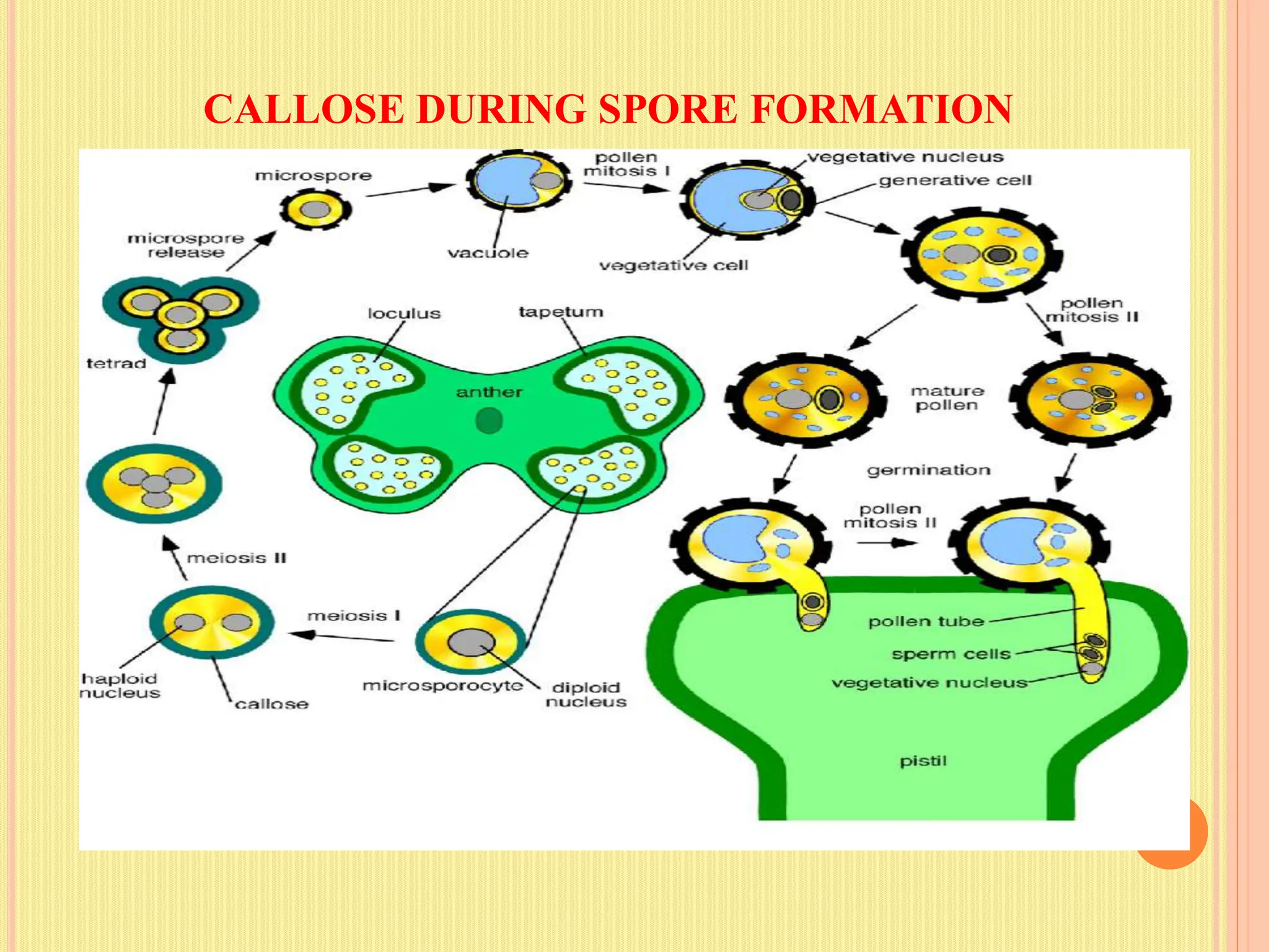 CALLOSE DEPOSITION IN POLLEN IN HIGHER PLANTS | PDF