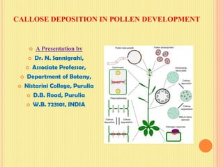 CALLOSE DEPOSITION IN POLLEN IN HIGHER PLANTS | PDF