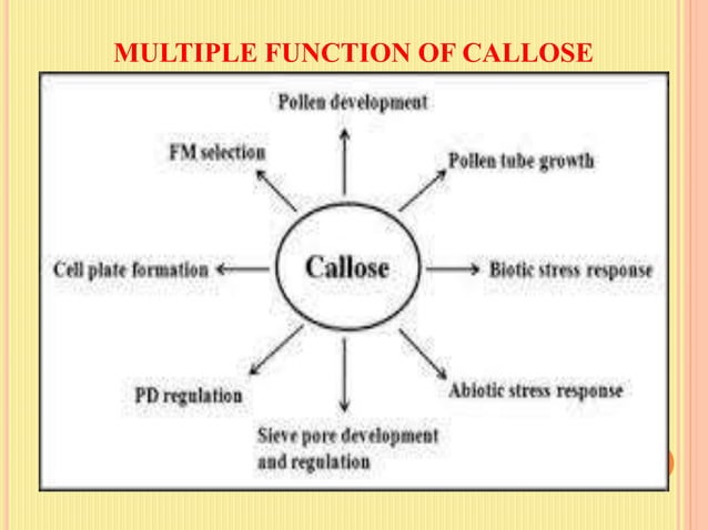 CALLOSE DEPOSITION IN POLLEN IN HIGHER PLANTS | PDF