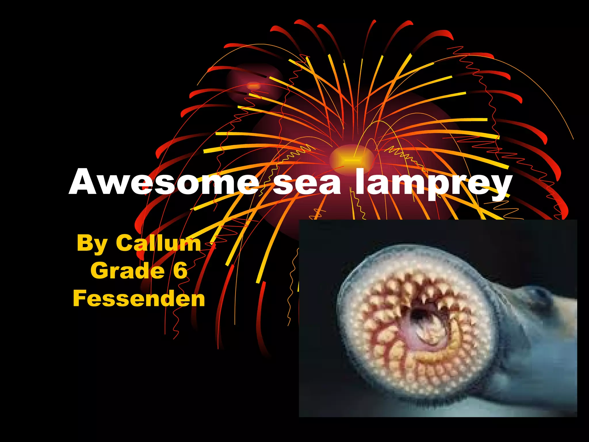 Callum mac donald awesome sea lamprey slide show 1 | PPT