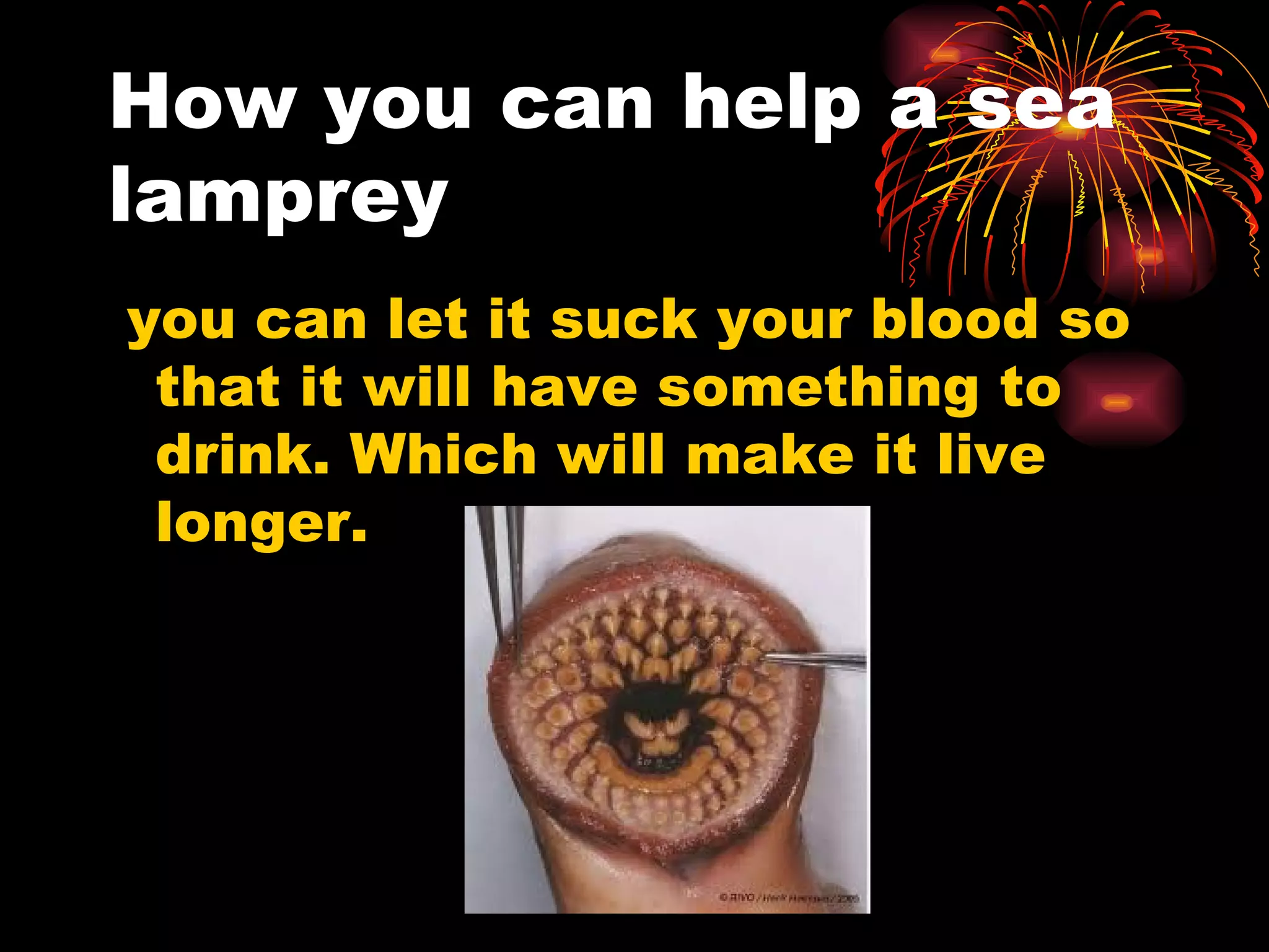 Callum mac donald awesome sea lamprey slide show 1 | PPT