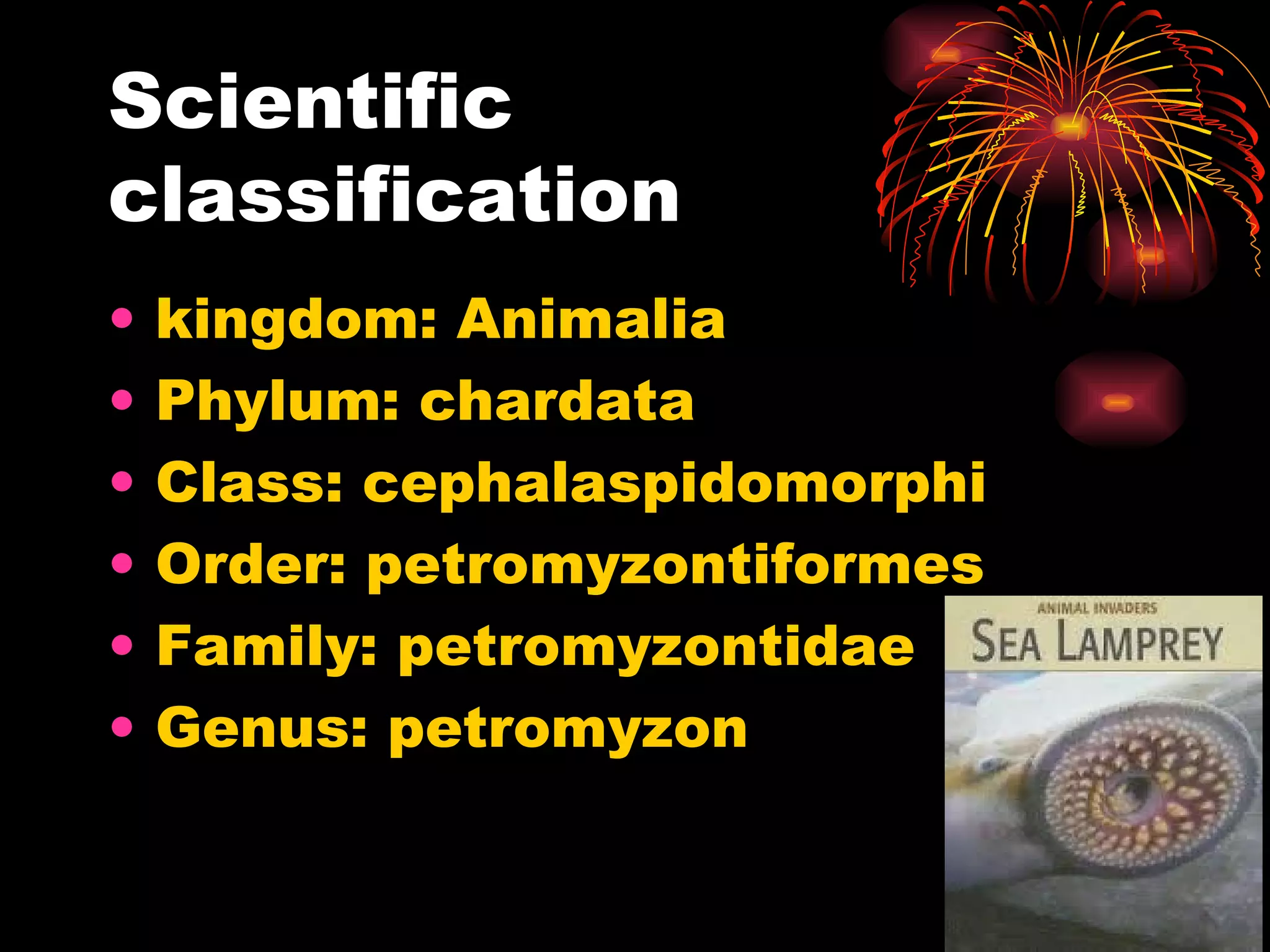 Callum mac donald awesome sea lamprey slide show 1 | PPT