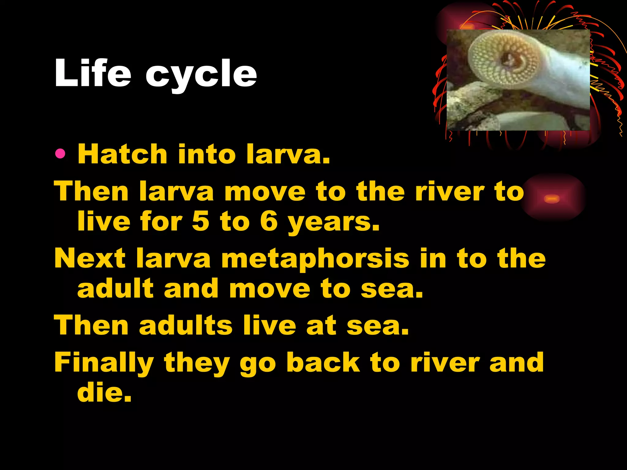 Callum mac donald awesome sea lamprey slide show 1 | PPT