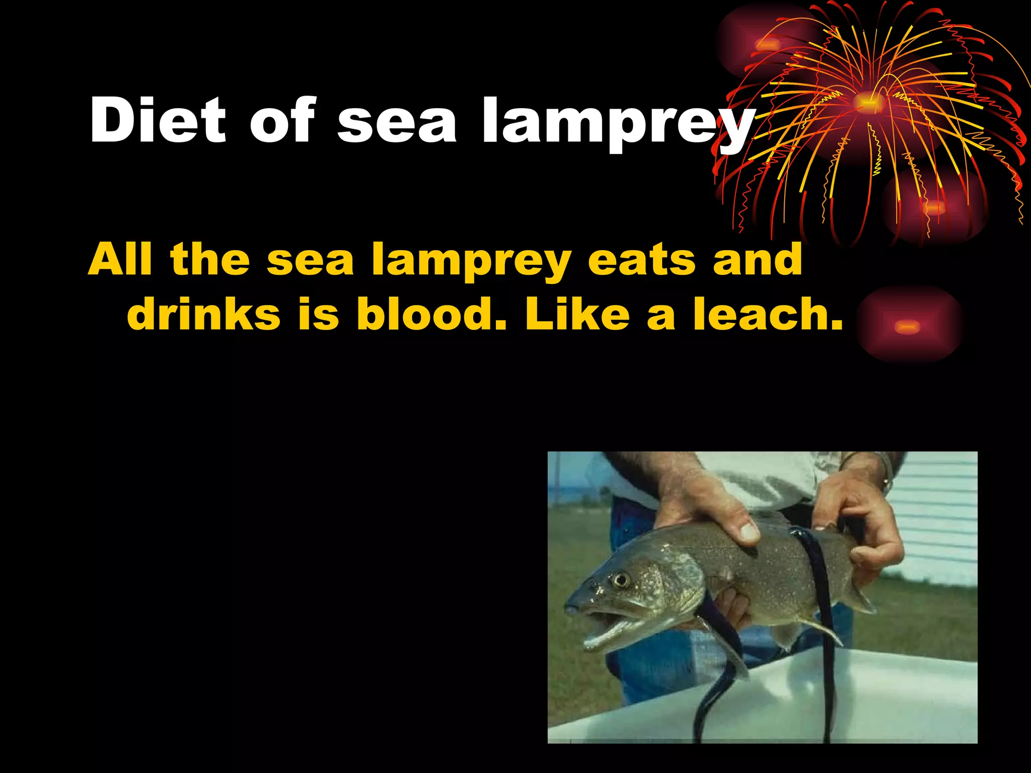 Callum mac donald awesome sea lamprey slide show 1 | PPT
