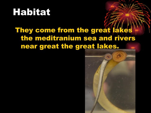 Callum mac donald awesome sea lamprey slide show 1 | PPT