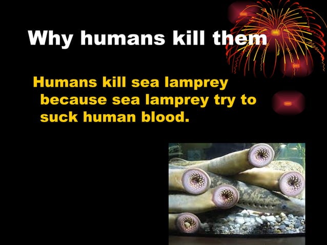 Callum mac donald awesome sea lamprey slide show 1 | PPT