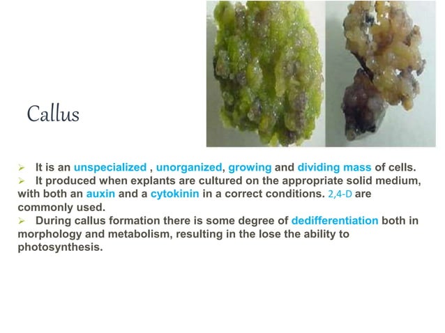 Plant Biotechnology Callus and suspension.pptx