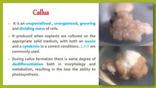 Plant Tissue Culture Callus