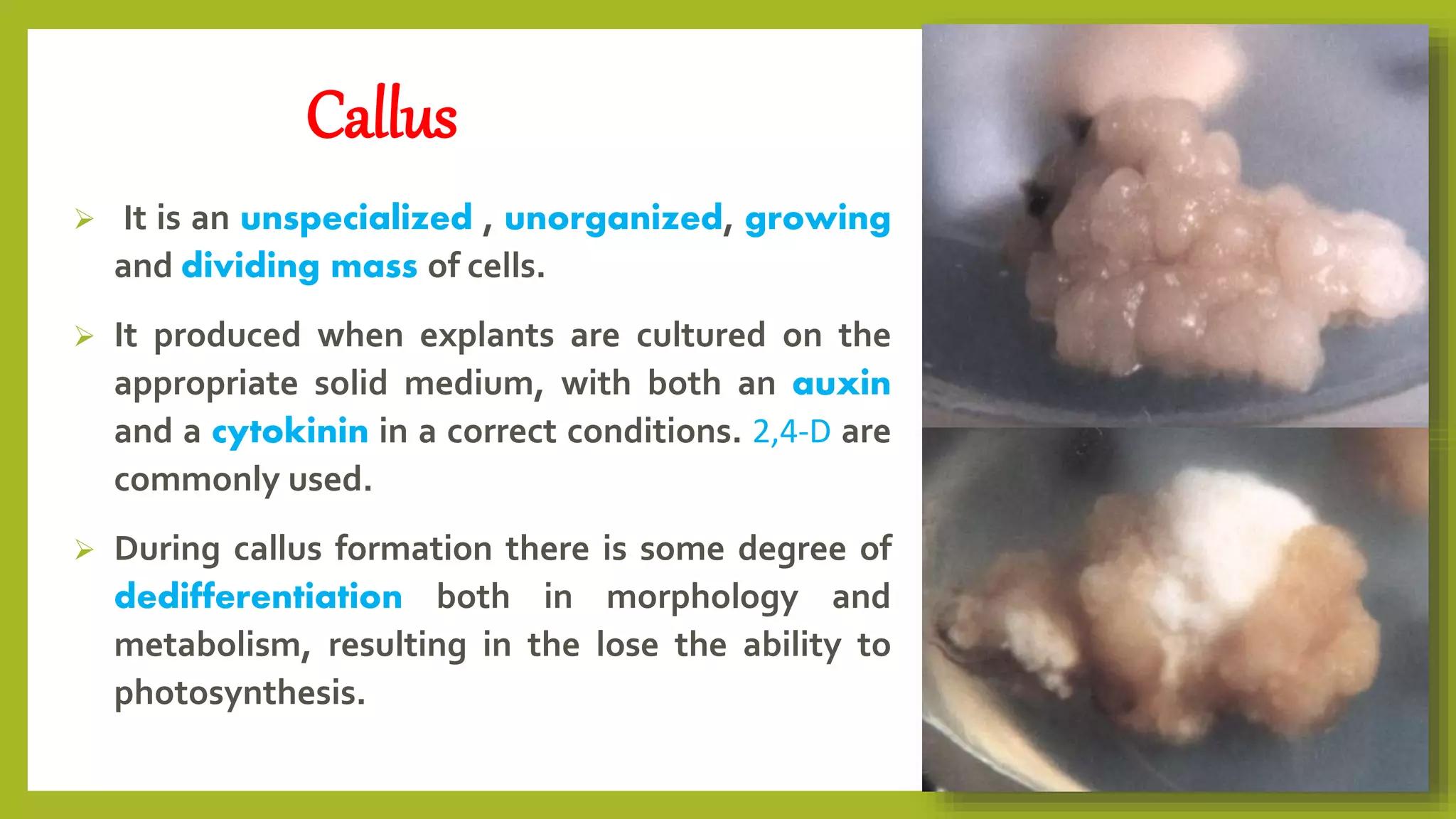 Callus culture | PPTX