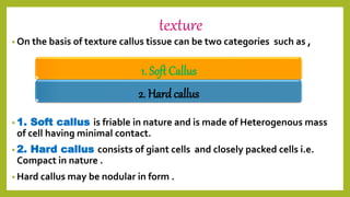 Callus culture | PPTX