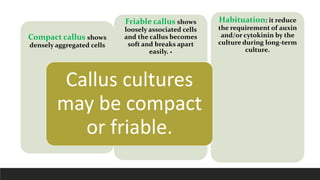 Callus culture | PPTX