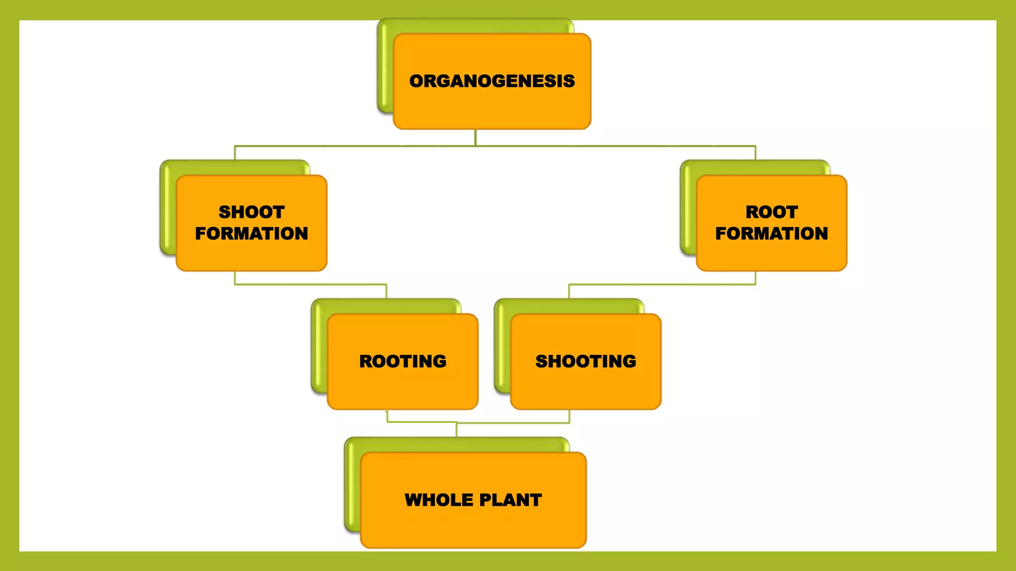 Callus culture ppt | PPTX