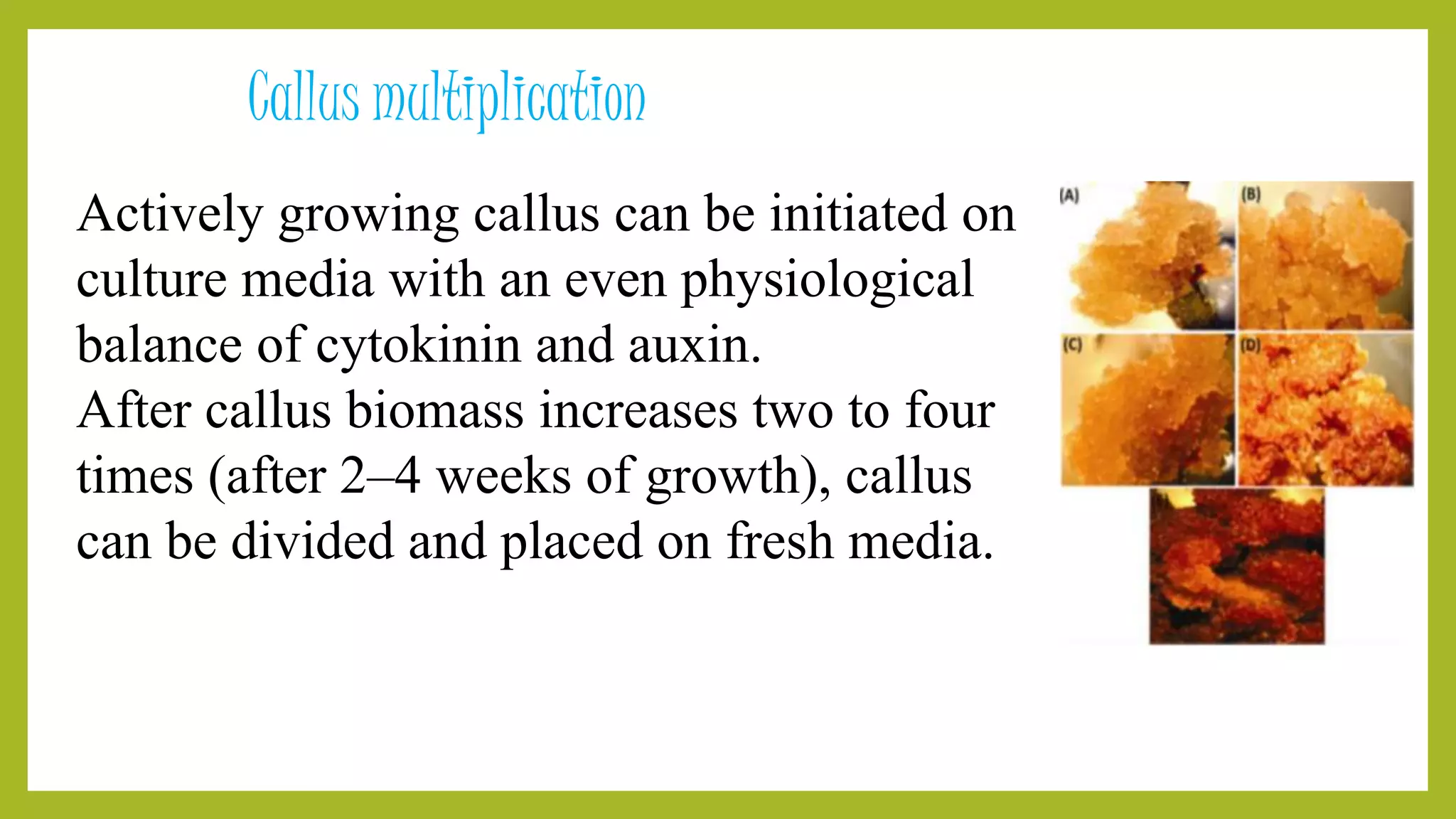 Callus culture ppt | PPTX